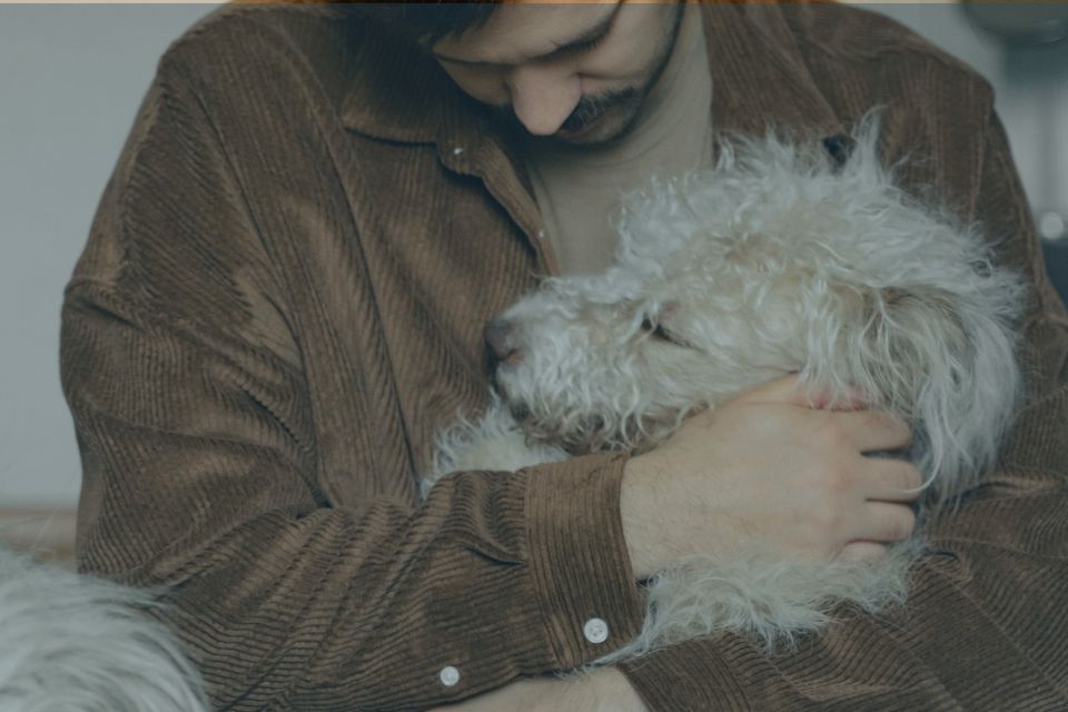 Blinde hond, oud en doof? Wat kan ik doen? | DierRust | Inslapen aan huis